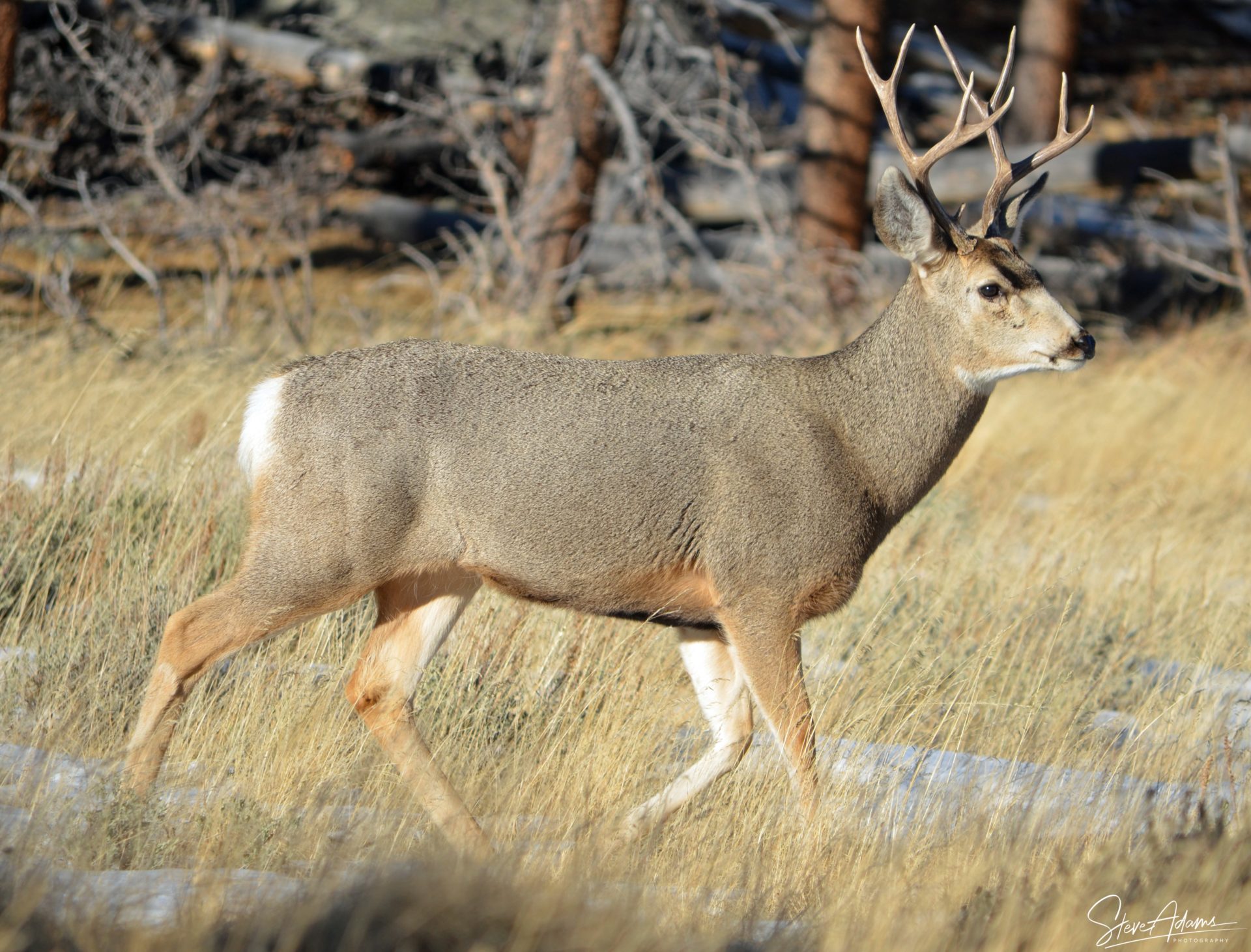 Wildlife Gallery | Steve Adams Photography