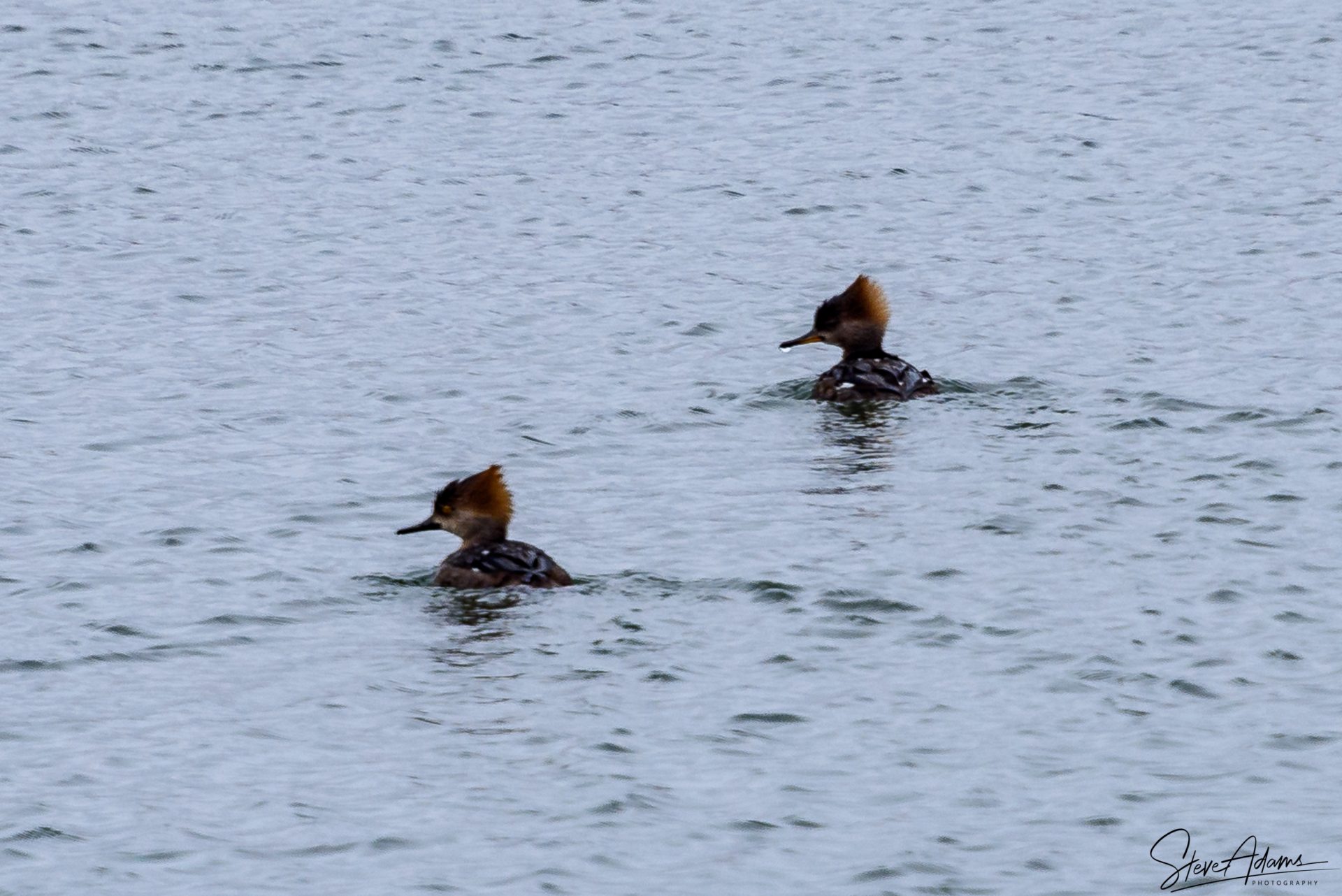 Wildlife Gallery | Steve Adams Photography