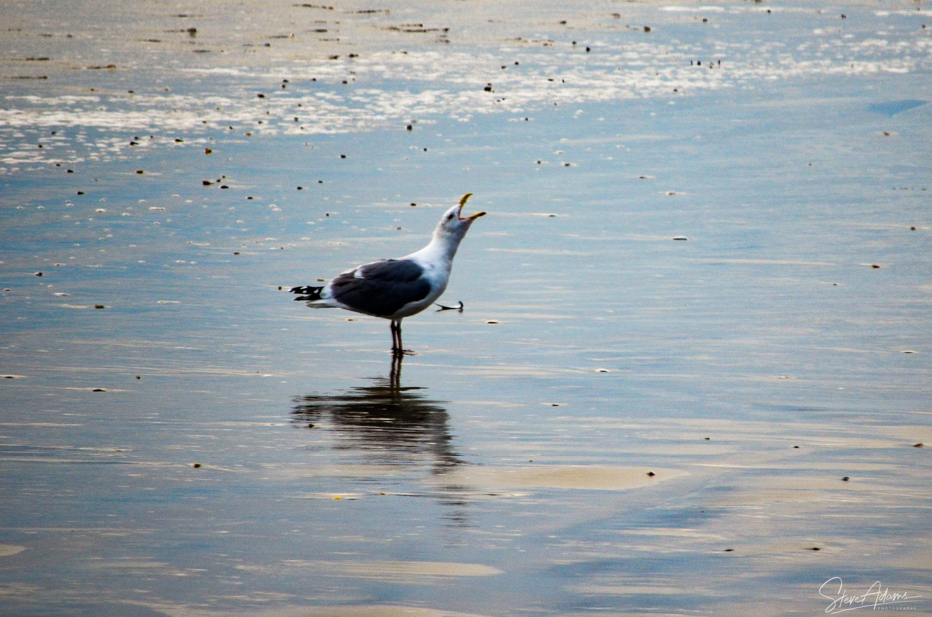 Wildlife Gallery | Steve Adams Photography
